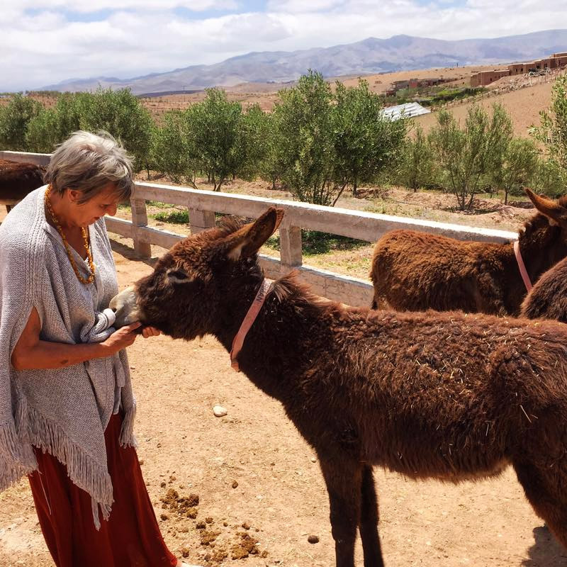 ed-4 – Burros en miniatura