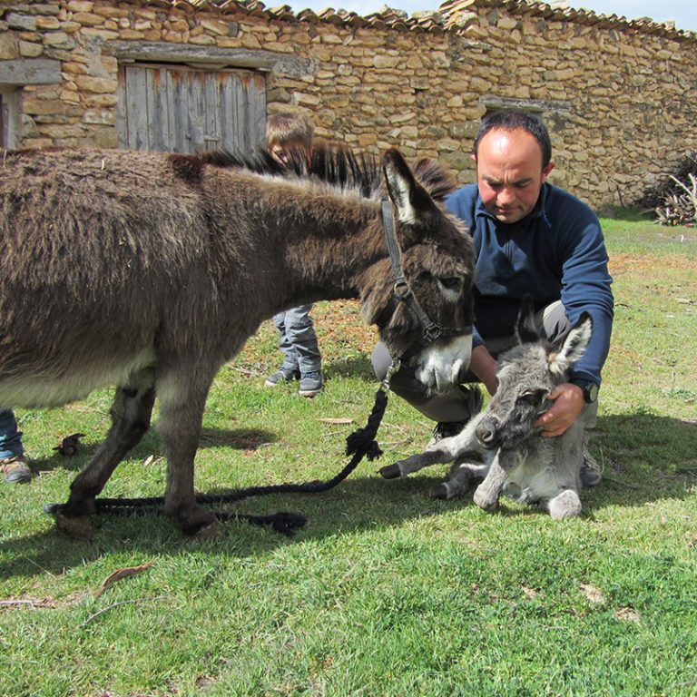Burros en miniatura | Burros en miniatura