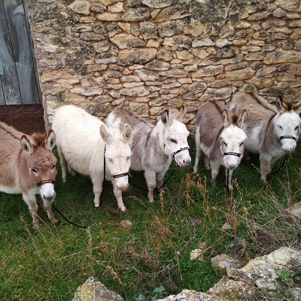 Burros en miniatura | Burros en miniatura