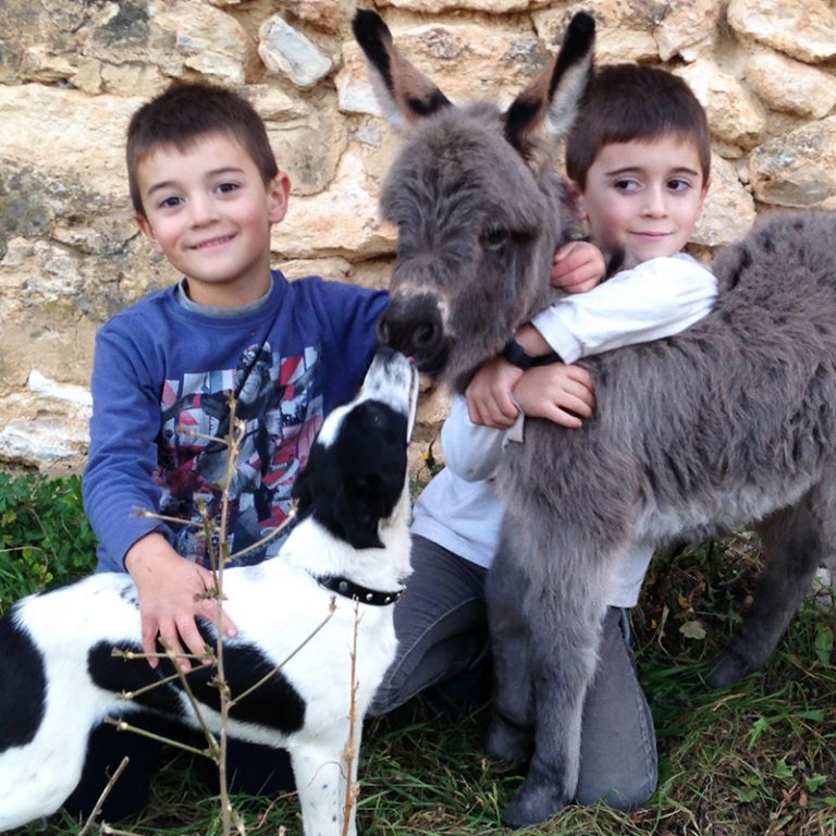 Burros en miniatura | Burros en miniatura