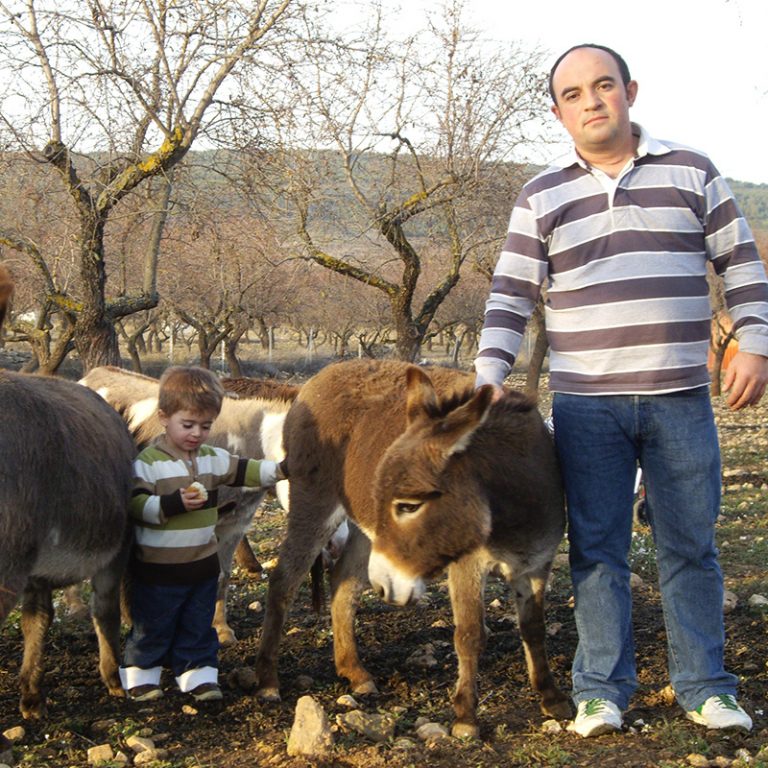 Burros en miniatura | Burros en miniatura