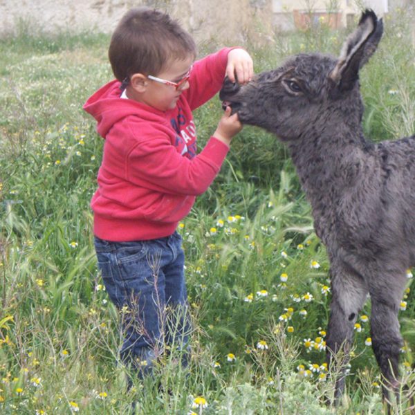 Burros en miniatura | Burros en miniatura