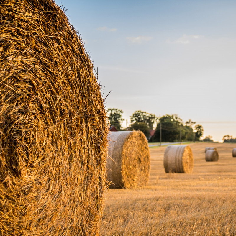 farm-4 – Burros en miniatura