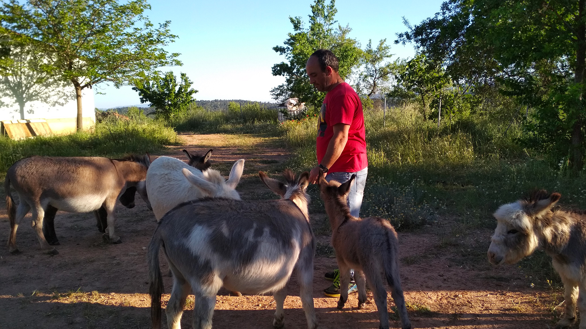 cuidados – Burros en miniatura