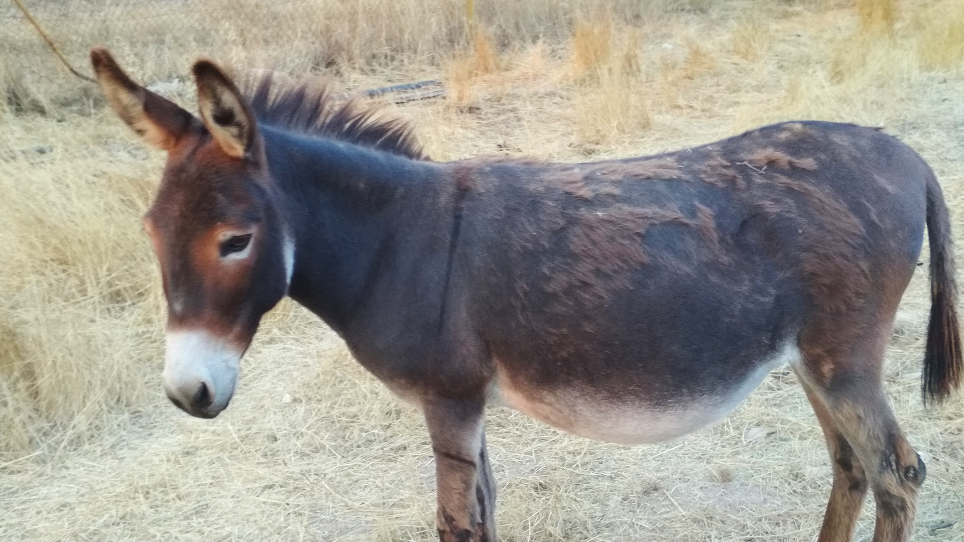 trisca – Burros en miniatura