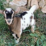 Burros miniatura | Catálogo