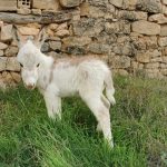 Burros miniatura | Catálogo