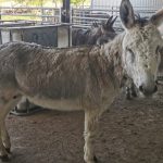 Burros miniatura | Catálogo