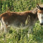 Burros miniatura | Catálogo