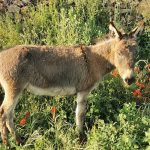 Burros miniatura | Catálogo